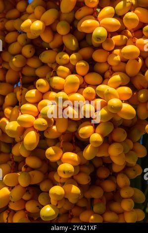 Clusters of red dates hanging amidst the green fronds of a date palm ...