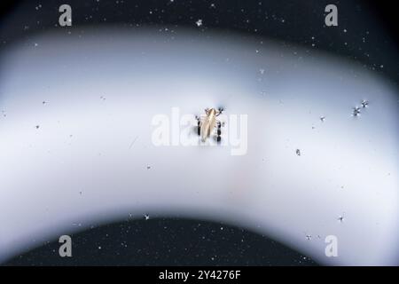 Stenocranus minutus Family Delphacidae Genus Stenocranus Delphacid ...