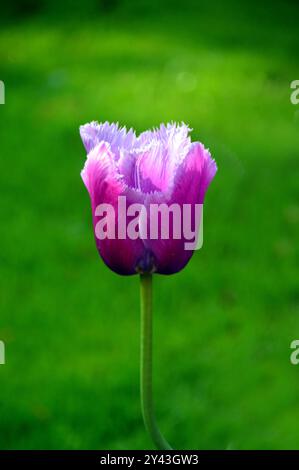 Pink fringed tulips (Tulipa) Louvre bloom in a garden in April Stock ...