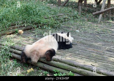 A panda sleeping and having a poo Stock Photo - Alamy