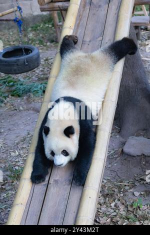 CHONGQING, CHINA - SEPTEMBER 15, 2024 - Giant panda Yu Ai plays at ...