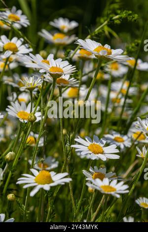 A closeup of common daisy flowers growing in a field Stock Photo - Alamy