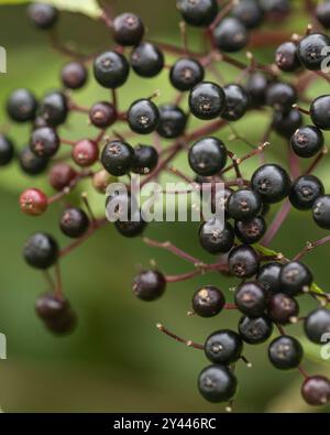 Ripe elderberry cluster with a vibrant green leaf, isolated on a white ...
