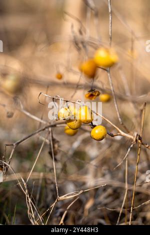 Carolina Horsenettle, Solanum carolinense, fruit Stock Photo - Alamy