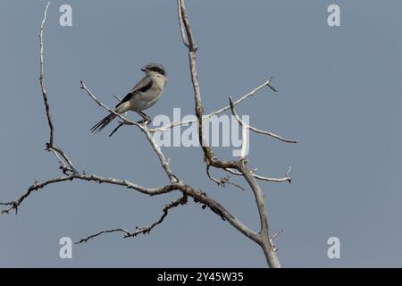A juvenile loggerhead shrike perched on a rock in sunset light Stock ...