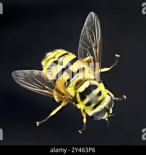 Batman Hoverfly (Myathropa florea Stock Photo - Alamy