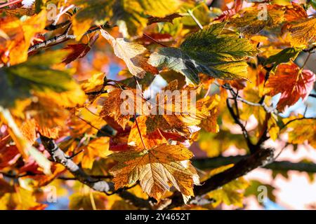 Underside of colorful Sycamore leaves "Acer pseudoplatanus" during ...