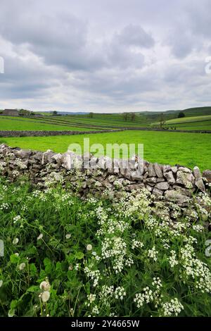 View over the Drystone walls around Littondale, Litton village, Peak ...