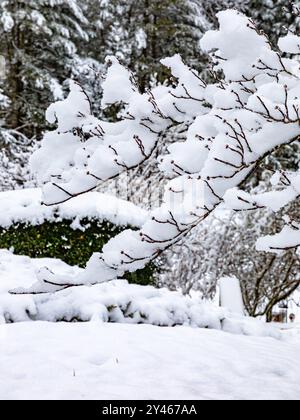 Beautiful forest in winter. Pure pine forest without garbage and people ...