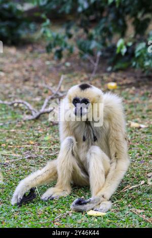 Wonderful Gibbon in the Rain Forest, Thailand Stock Photo - Alamy