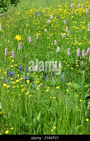 Mixed spring meadow style planting including bistort, buttercups, and ...
