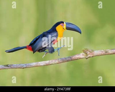 Channel Billed Toucan jumping Ramphastos vitellinus ariel Atlantic ...