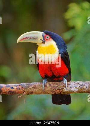 Red-breasted toucan or Green-billed toucan (Ramphastos dicolorus Stock ...