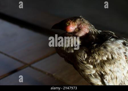 Swollen chicken eyes due to Coryza Contagious in Chickens Stock Photo ...