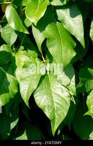 poison ivy toxicodendron rhus radicans dermatitis skin rash Stock Photo ...