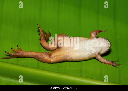 A Common Platanna, also known as the African Clawed Frog (Xenopus ...