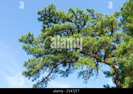 Pinus rigida Northern Pitch Pine Tree. View of the crown of an old tree ...