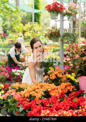Woman chooses and buys flowers begonia hiemalis in flower shop Stock ...