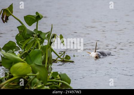 Dead fish is floating on a river after the Typhoon Bailu, the 11th ...