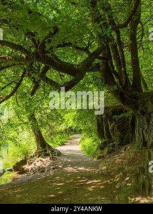 Footpath along west bank of River Vincin close to Route de Moreac ...