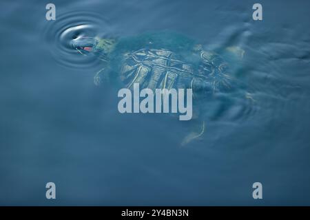 Turtles swiming in the waters of Clear Creek Bayou at Heritage Park in ...