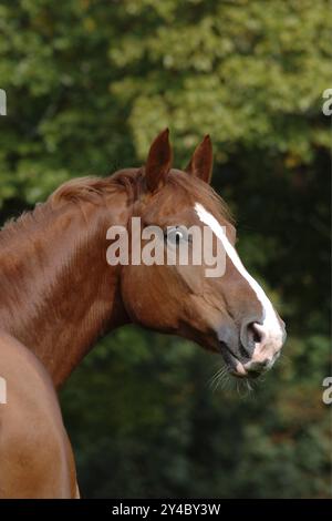 Hanoverian in portrait Stock Photo - Alamy