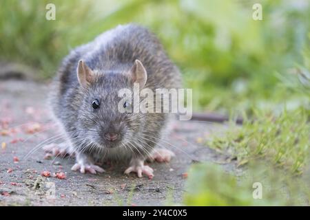 A young Norway rat (Rattus norvegicus) sits on a path in the ...