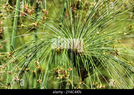 True papyrus, Cyperus papyrus, Egypt, Africa Stock Photo - Alamy