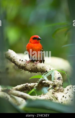Red weaver bird female sitting on a branch and looking for partner ...