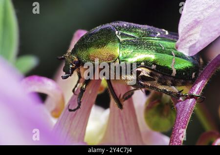 Rose chafer on columbine flowers Stock Photo - Alamy