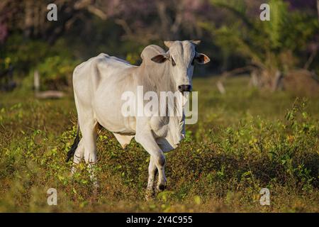 Brahminy cattle (Bos primigenius indicus) Pantanal Brazil Stock Photo ...
