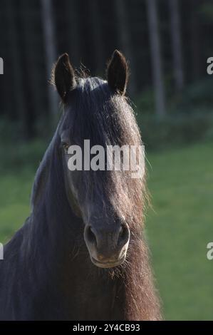 Friese im Portrait Stock Photo - Alamy
