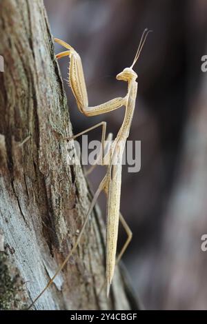 Praying Mantis, Mantises, Mantes, Mantodea, Tropical Rainforest, Boca ...