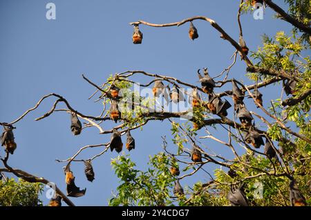Colony aka "Camp" of Grey-headed flying foxes, the megabats 'Pteropus ...