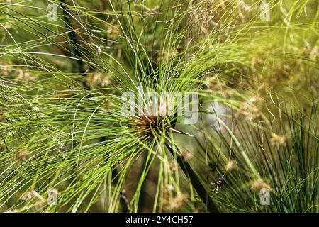 True papyrus, Cyperus papyrus, Egypt, Africa Stock Photo - Alamy