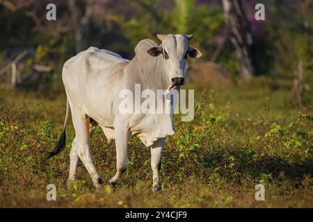 Brahminy cattle (Bos primigenius indicus) Pantanal Brazil Stock Photo ...
