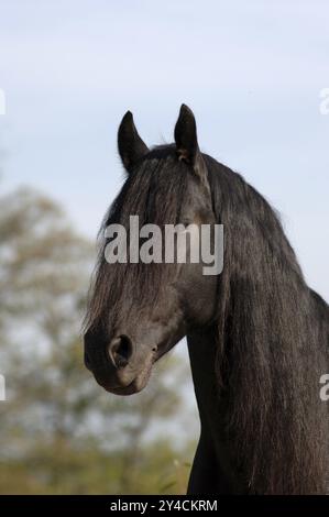 Friese im Portrait Stock Photo - Alamy