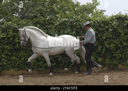 Double lunge, long reins, white stallion Stock Photo - Alamy