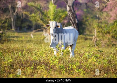Brahminy cattle (Bos primigenius indicus) Pantanal Brazil Stock Photo ...