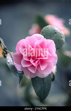 Blooming Camelia plant in the garden during the rain Stock Photo - Alamy