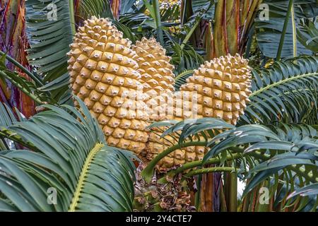 Flowering bread palm fern, Encephalartos altensteinii Clay, South ...
