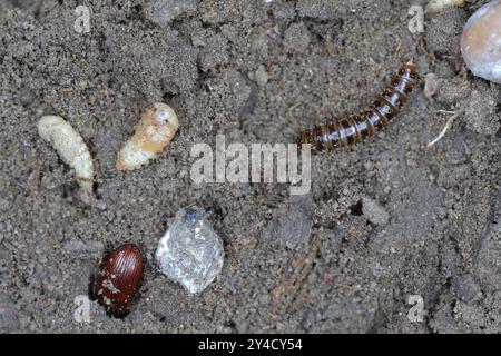 Lesser Mealworm (Alphitobius diaperinus Stock Photo - Alamy
