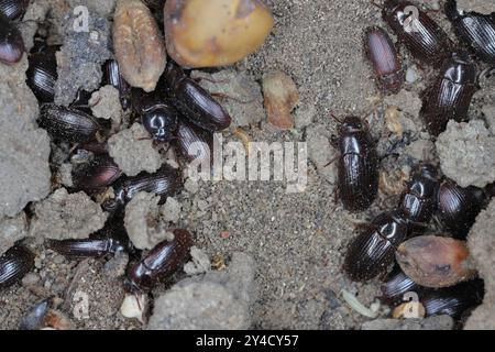 Lesser Mealworm Beetle (Alphitobius diaperinus), beetle and larva on ...