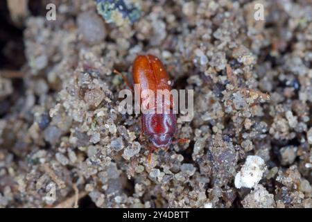 Larva of Depressed Flour Beetle - Palorus subdepressus it is a species ...