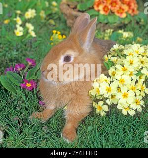 Dwarf rabbit in a spring meadow Stock Photo - Alamy