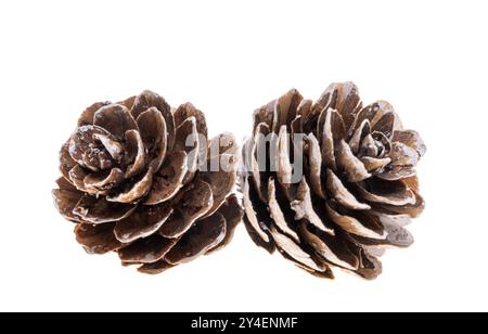 small pine cones isolated on white background Stock Photo - Alamy