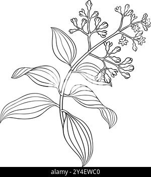 Cinnamon Branch Colored Detailed Illustration Stock Vector Image & Art ...