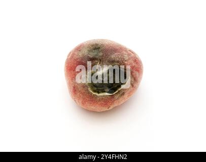 Rotten peach on white background Stock Photo - Alamy