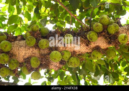 Sycamore fig or sycomor fig (Ficus sycomorus) is a tree netive to parts ...