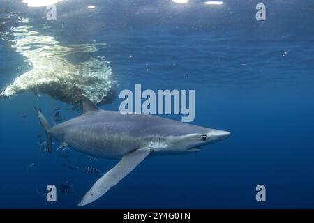 Blue shark is swimming around whale carcass. Apex predator in ocean ...